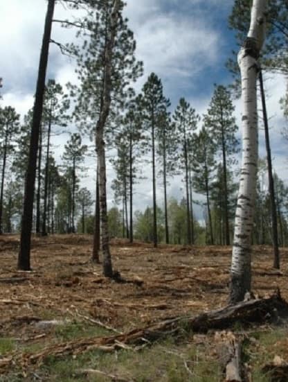home - ­The Forest Advocate