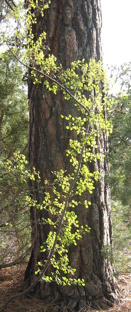 home - ­The Forest Advocate