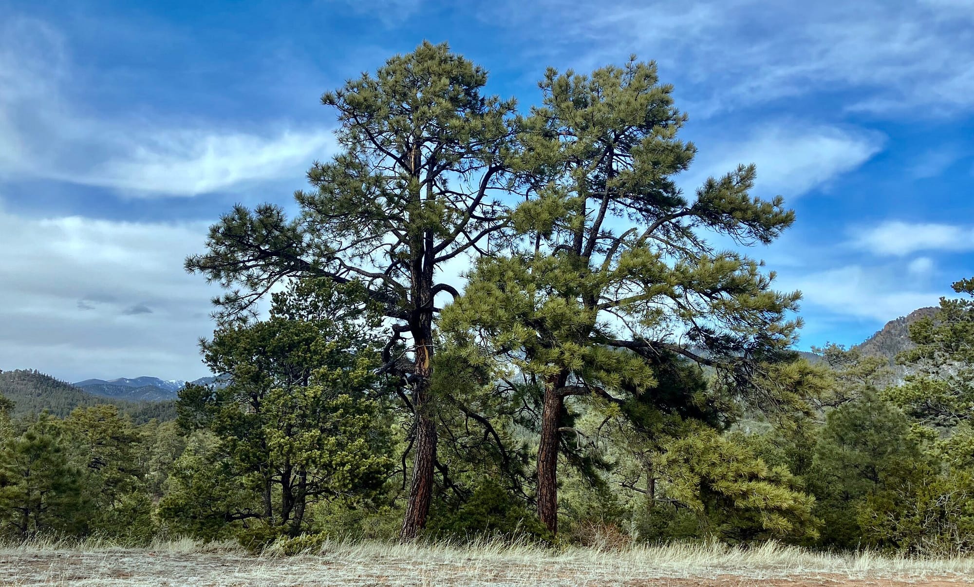 home - ­The Forest Advocate