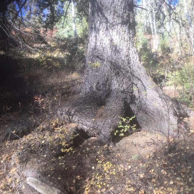 Do trees have consciousness - ­The Forest Advocate